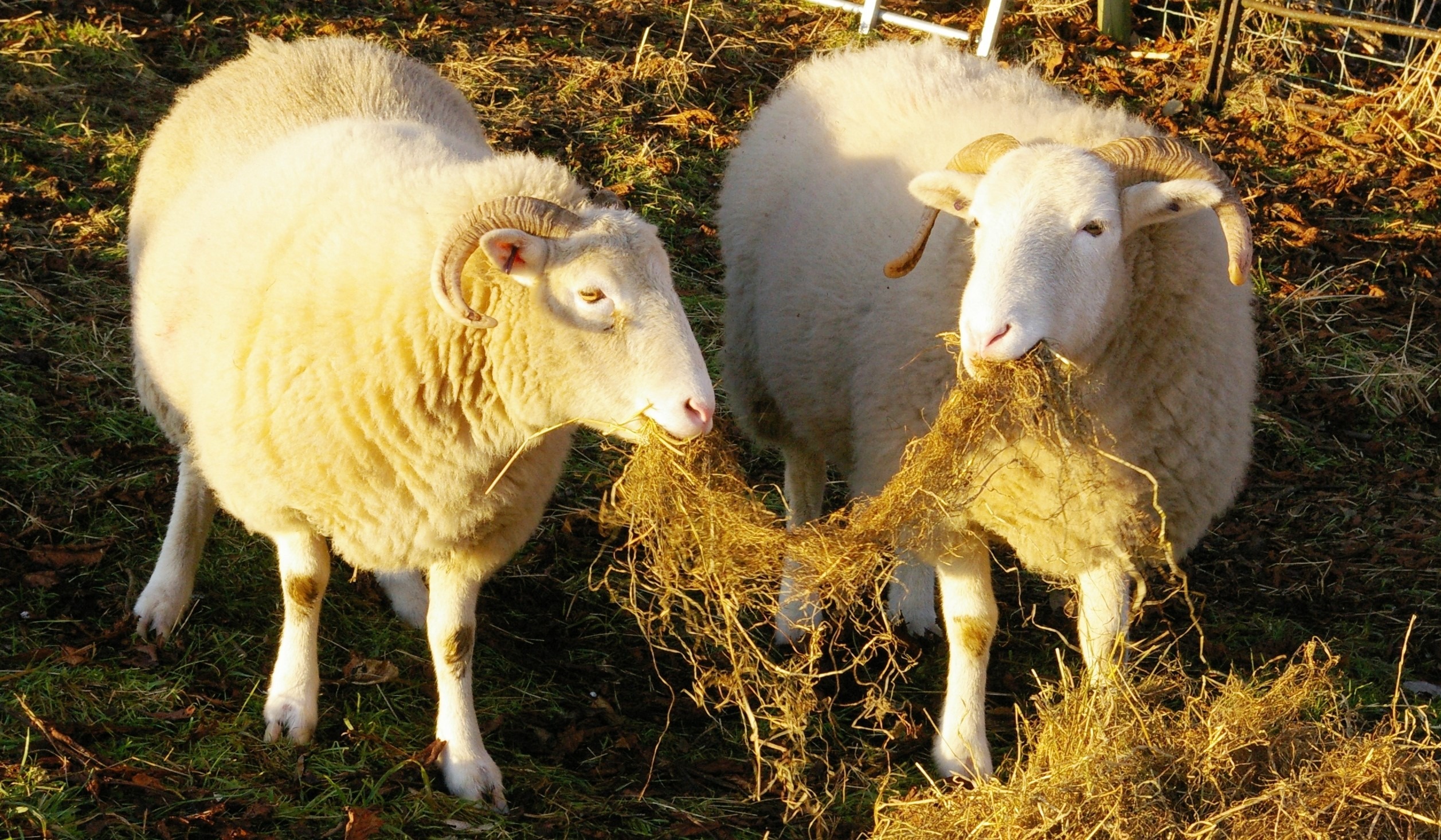 Home - Whitefaced Woodland Sheep Society